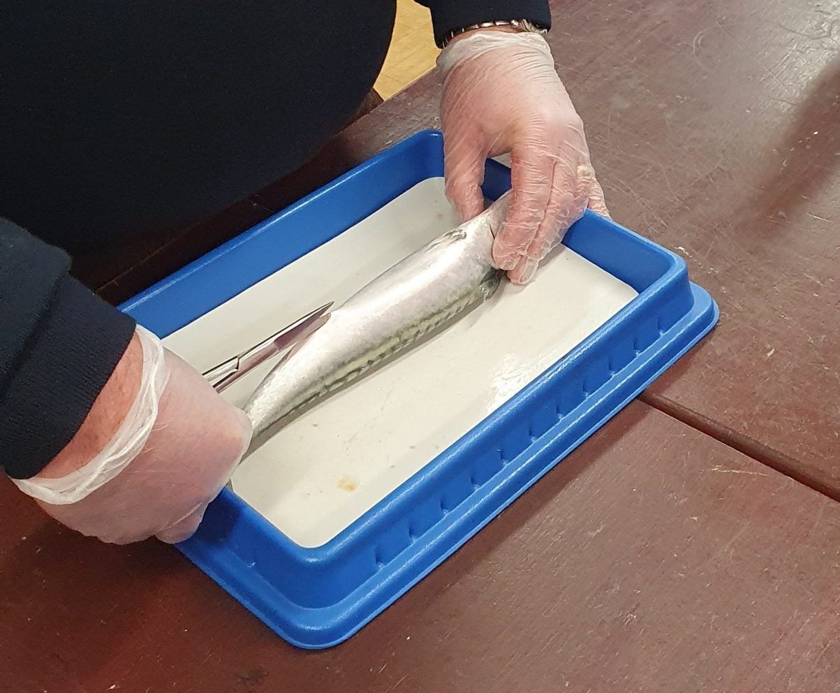Mackerel Dissection - Woodbridge School