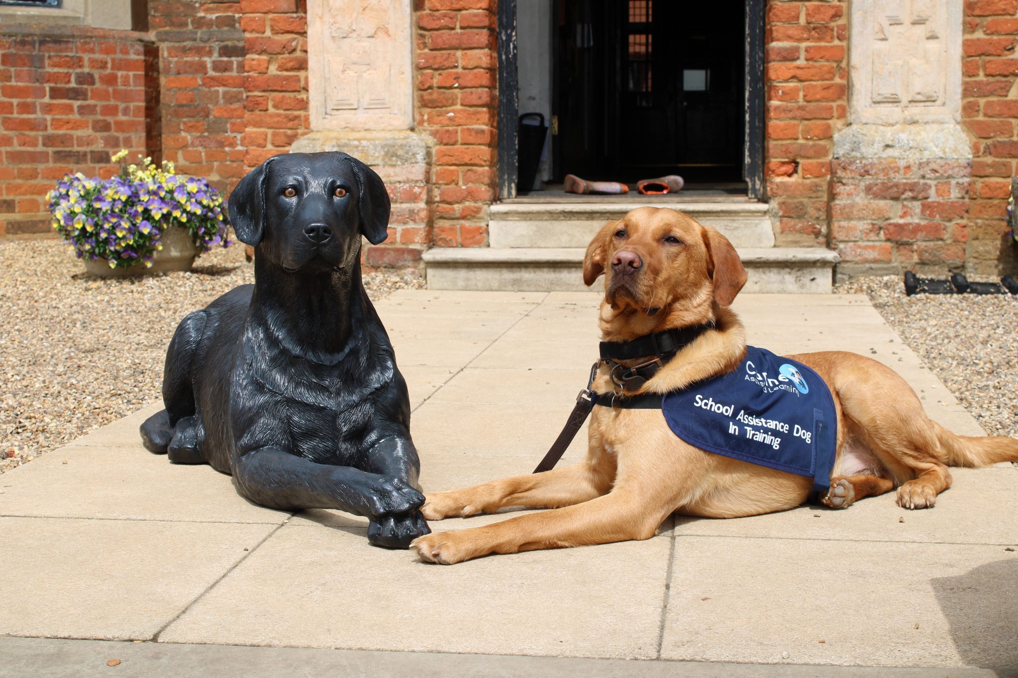 Positivity from PAWS-itivity at Woodbridge School - Woodbridge School